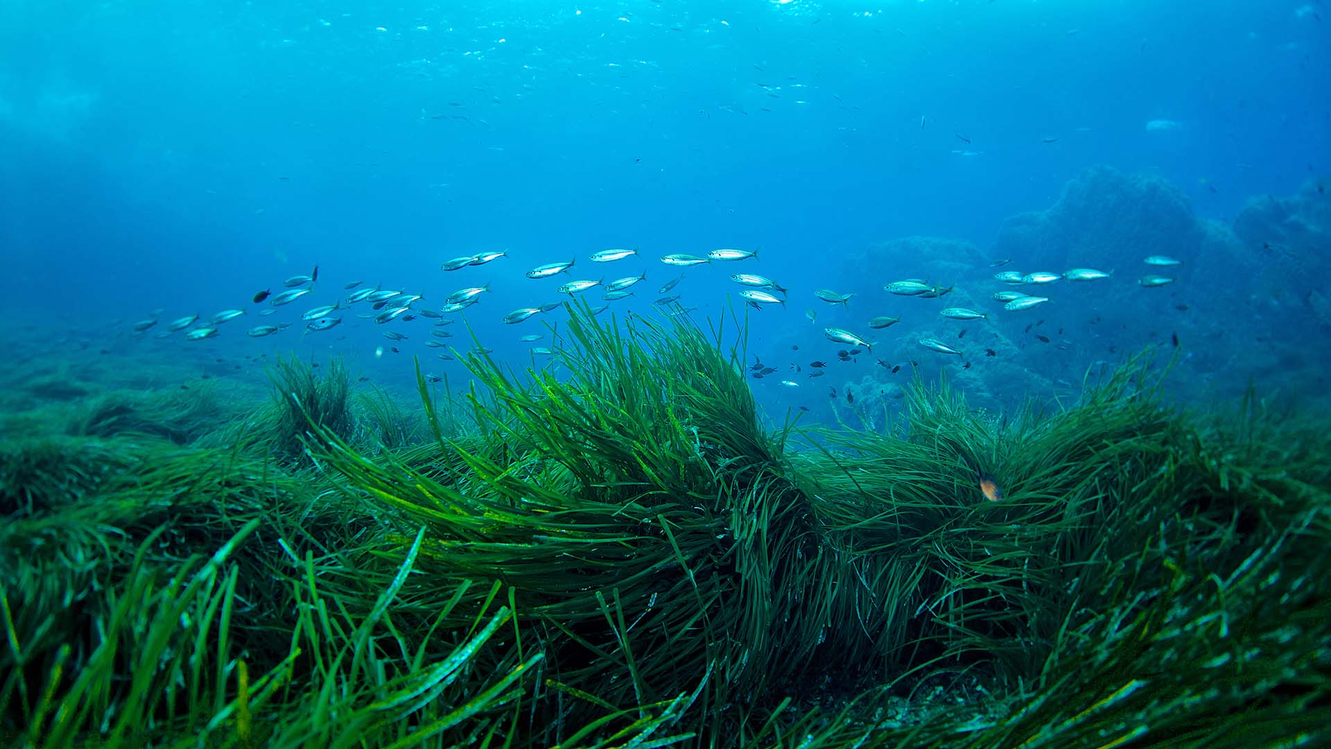 Plasma marin Eau de Quinton : eau de mer en bouteille Ibiza Formentera